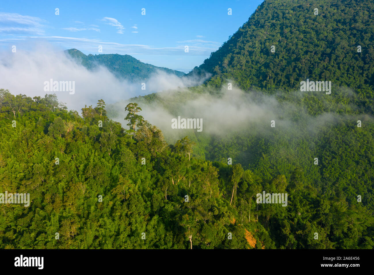 Forêt Tropicale Humide Dense Asie Banque d'image et photos - Alamy