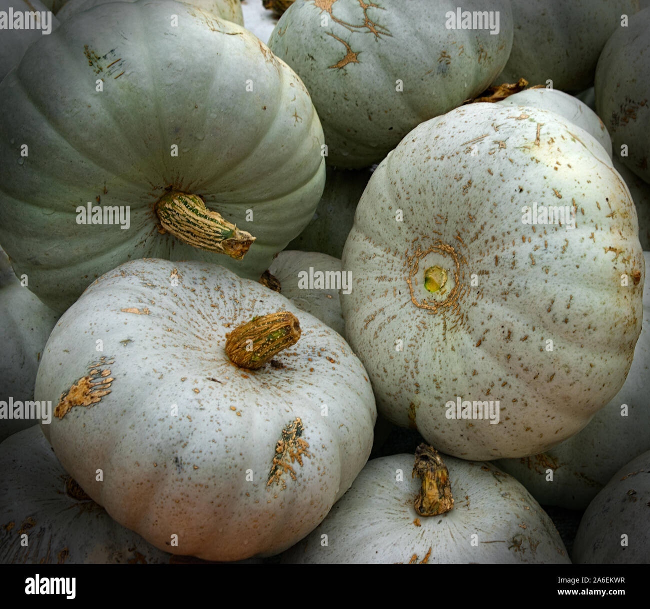 Différents types de citrouilles à la récolte Photo Stock - Alamy