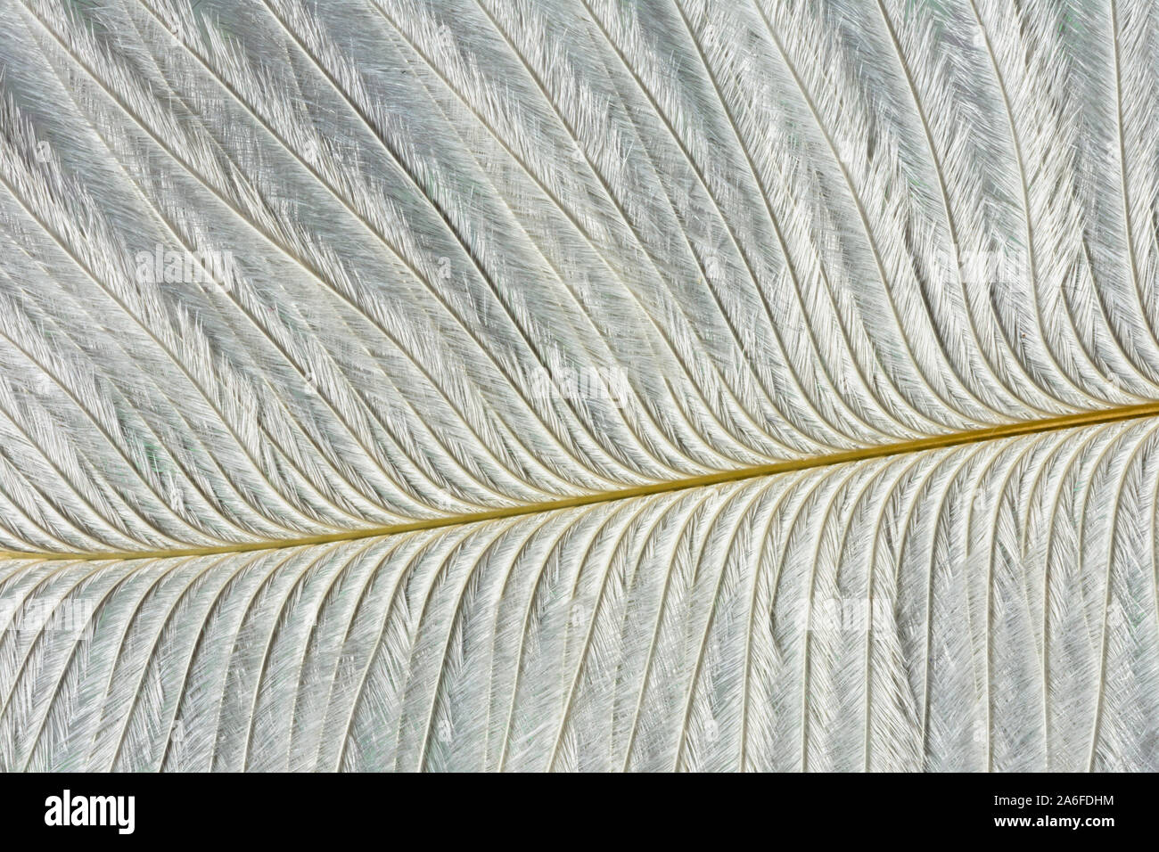 Texture de plumes Banque de photographies et d’images à haute ...