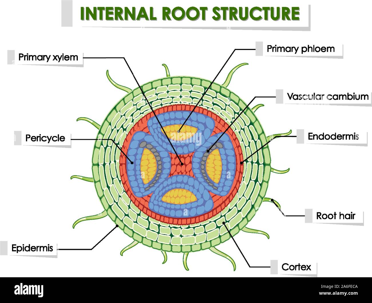 Schéma de l'illustration de la structure de la racine interne Image ...
