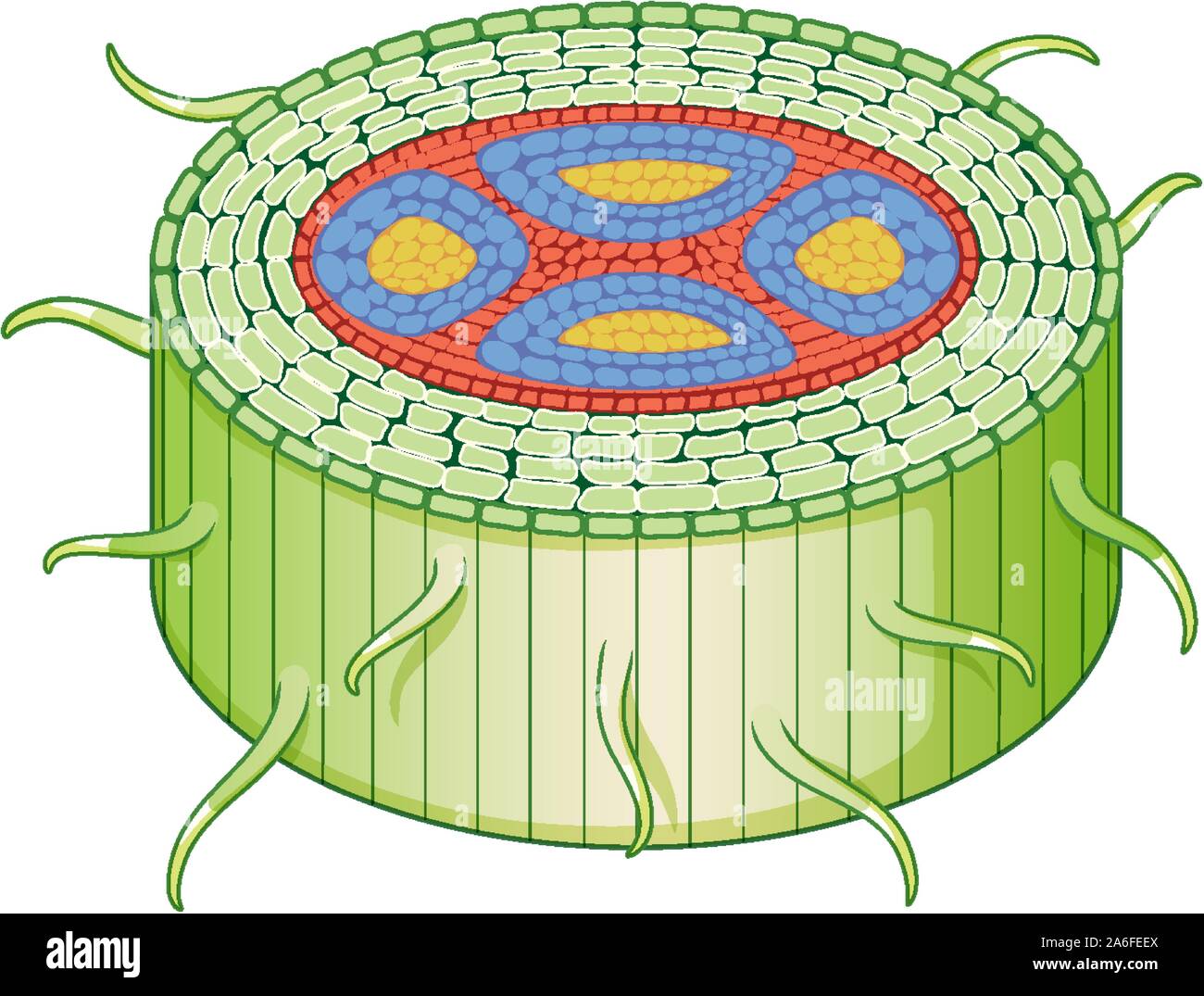 Schéma de l'illustration de la structure de la tige Image Vectorielle ...