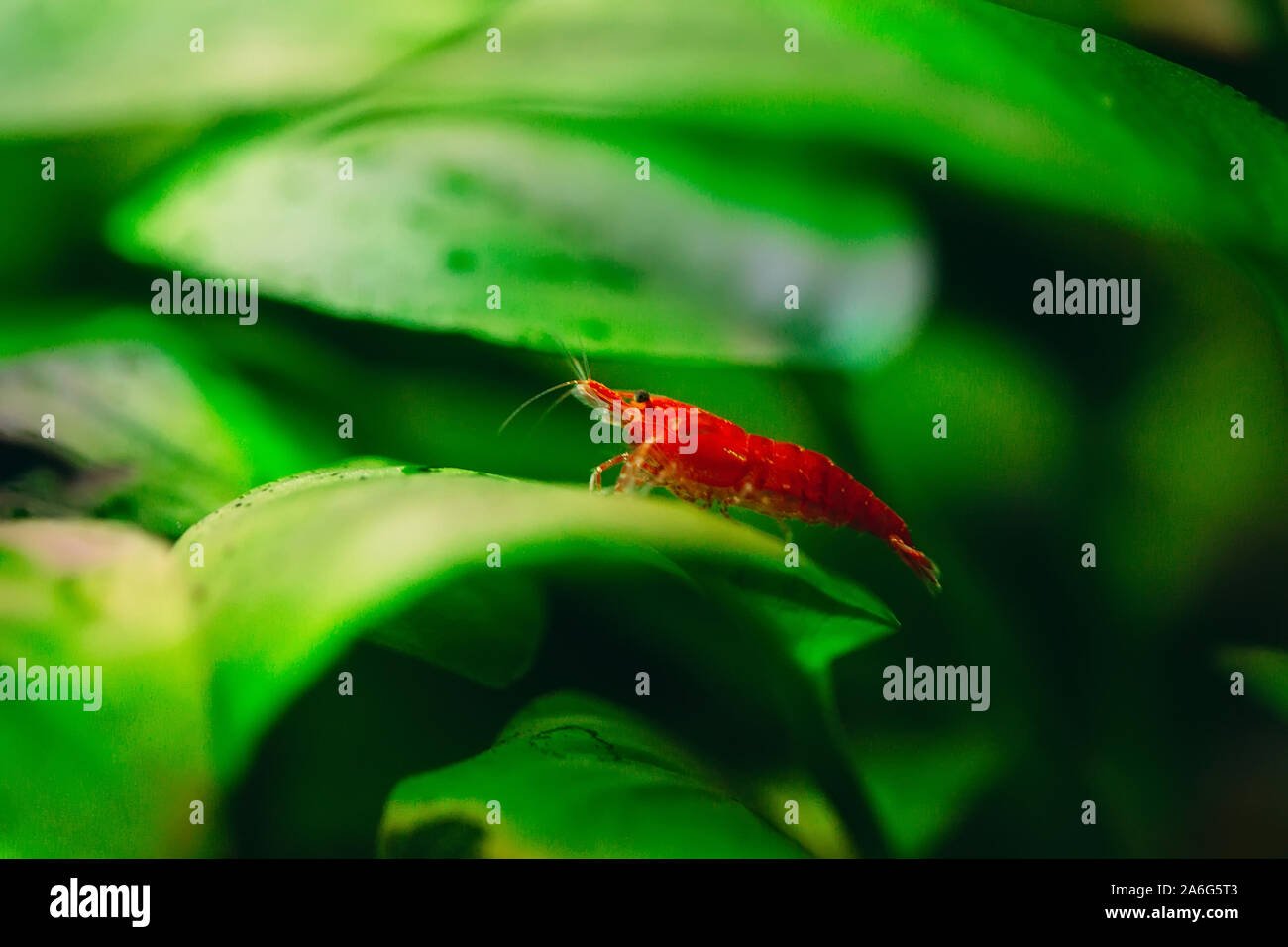 Grand rouge feu ou de cerise crevettes naines avec un fond vert dans l ...