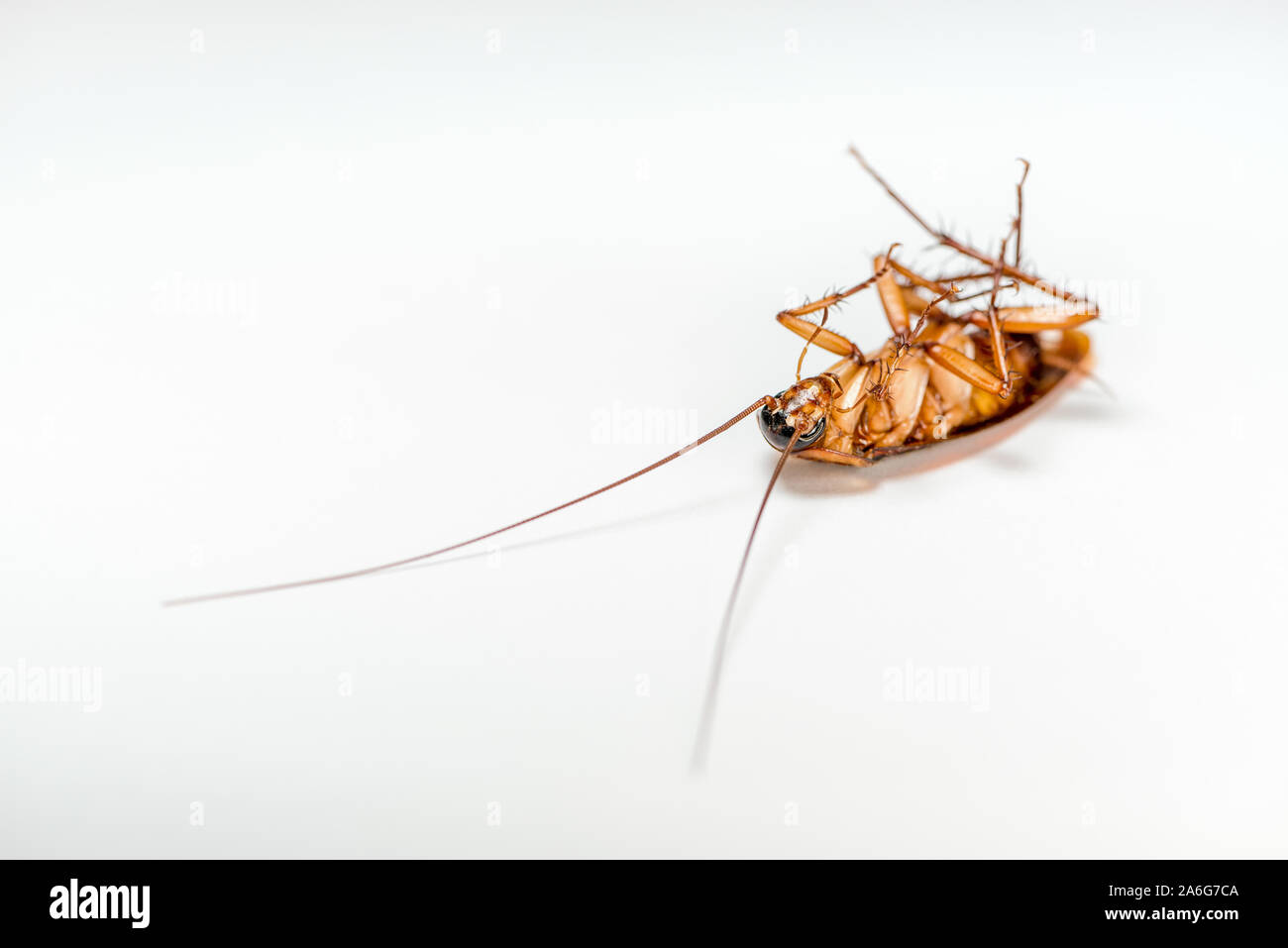 Petit insecte brun Banque de photographies et d’images à haute ...