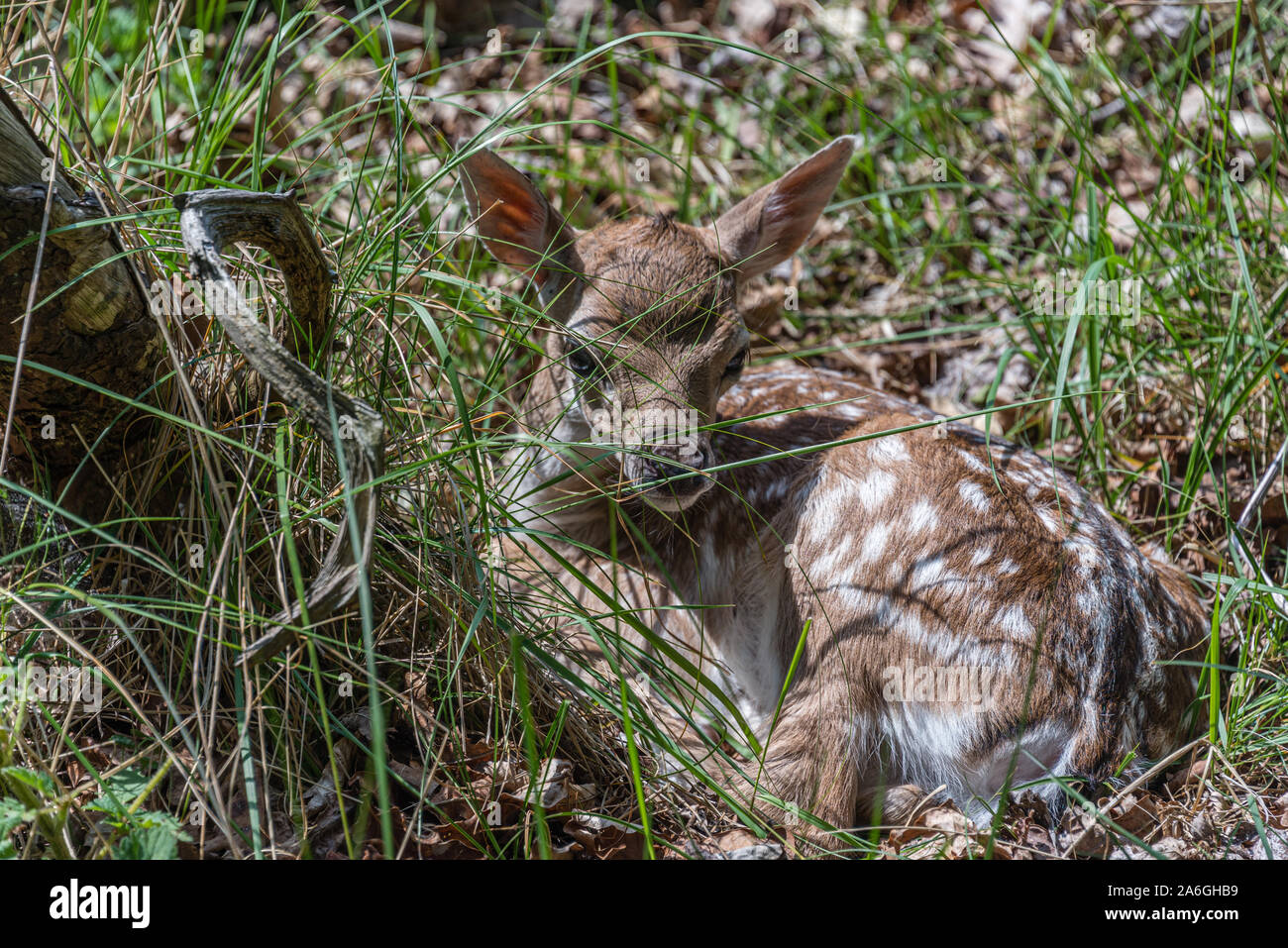 Les chevreuils dorment Banque de photographies et d’images à haute ...