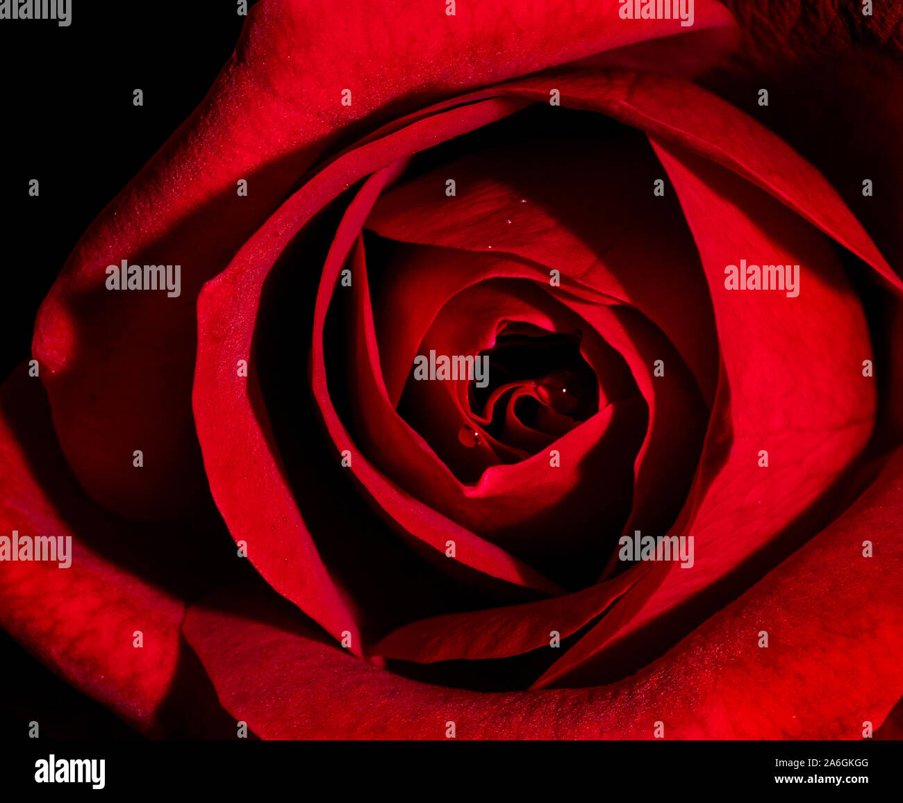 La belle rose rouge Banque de photographies et d’images à haute ...