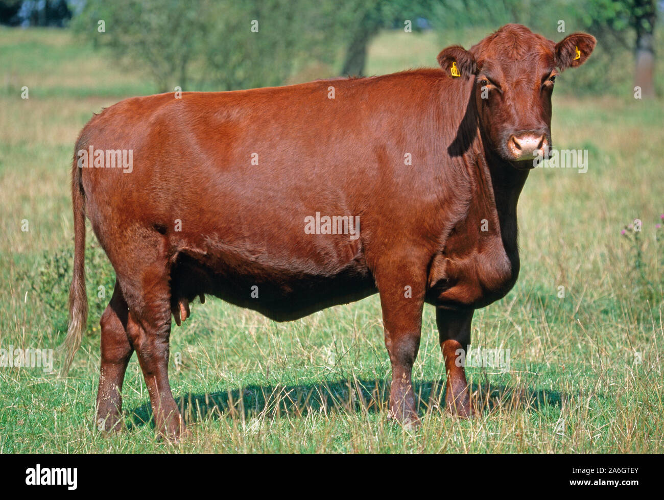 Profil de race Banque de photographies et d’images à haute résolution ...