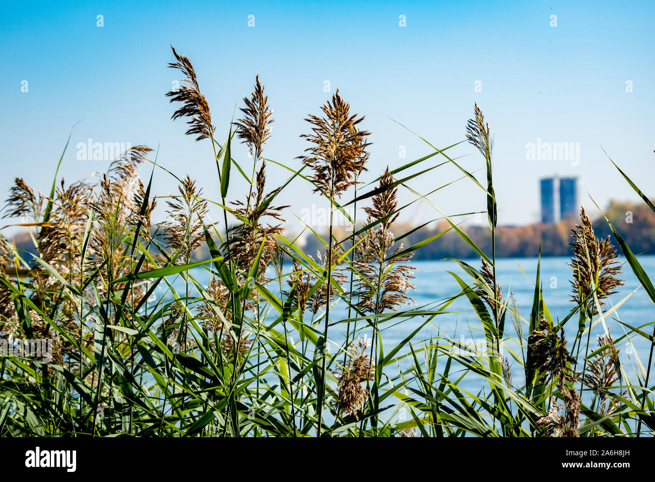Paysage fluvial avec des roseaux Banque de photographies et d’images à haute résolution - Alamy