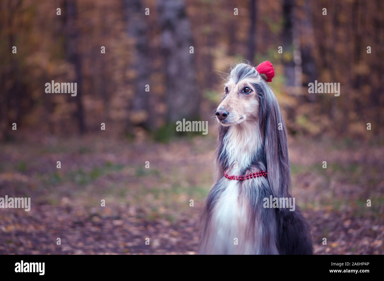 Carte D'anniversaire Avec Une Rose Banque d'image et photos - Alamy