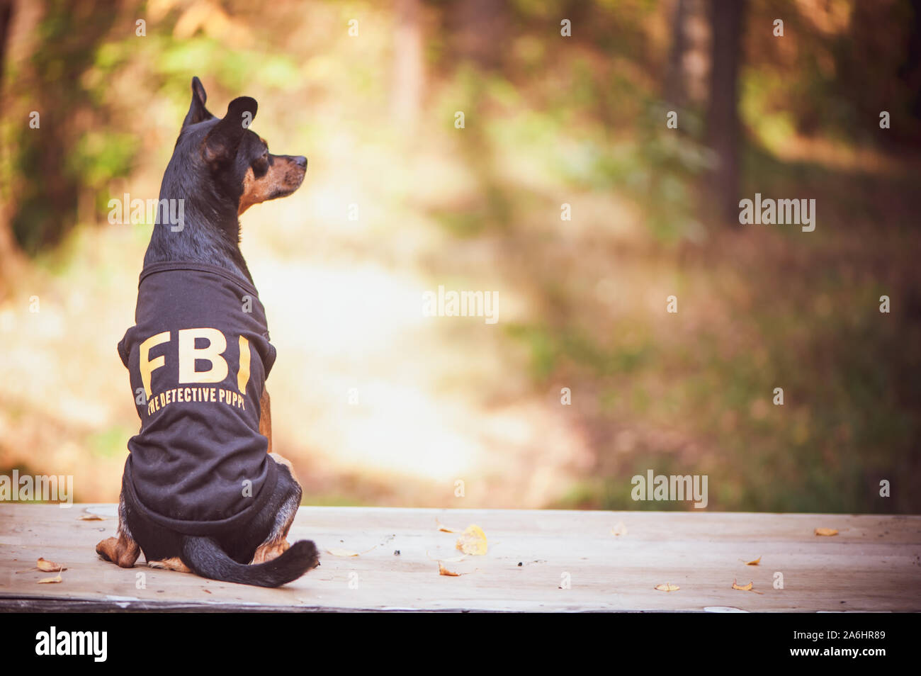 The dog detective Banque de photographies et d’images à haute ...