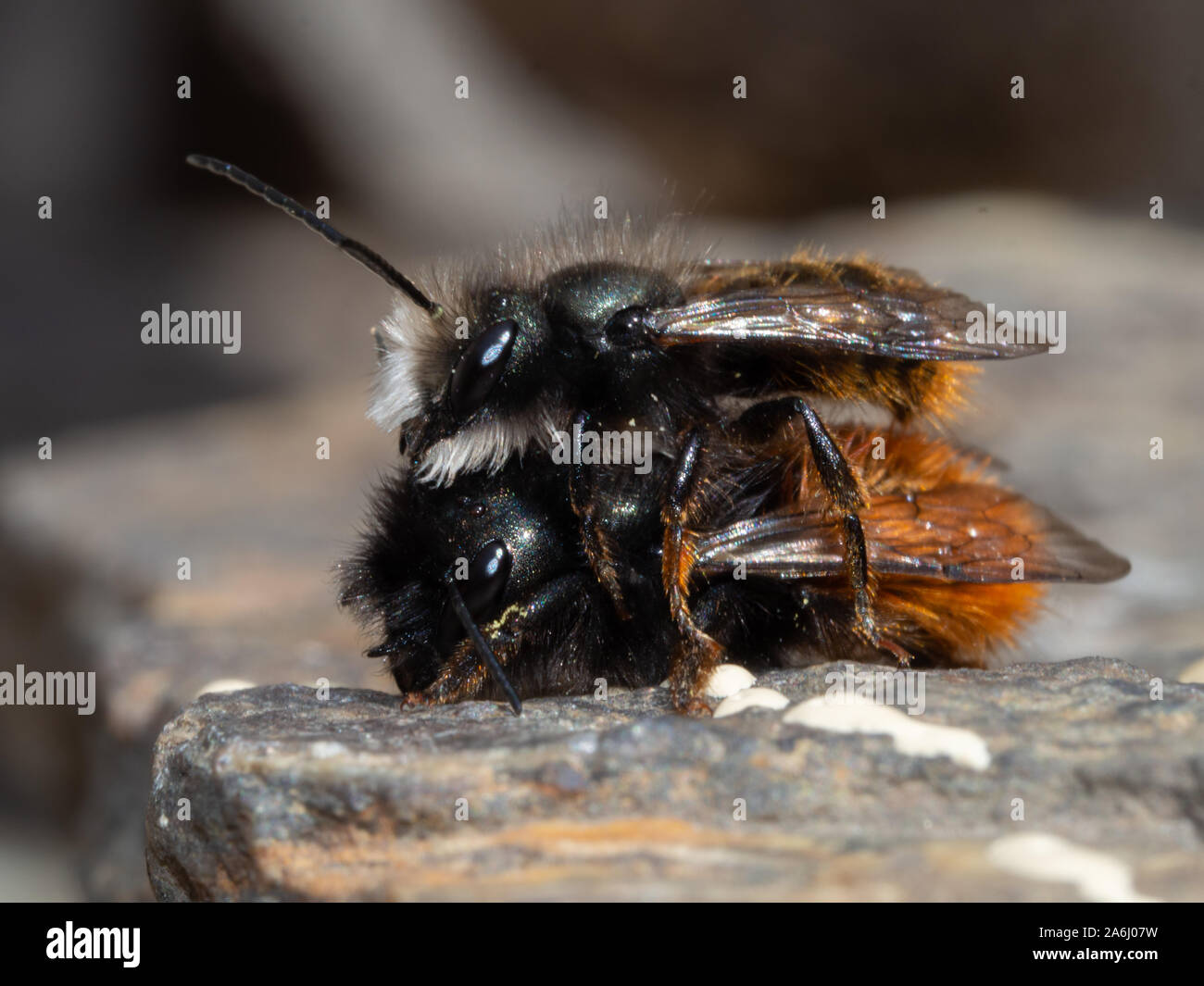 Accouplement des abeilles Banque de photographies et d’images à haute ...