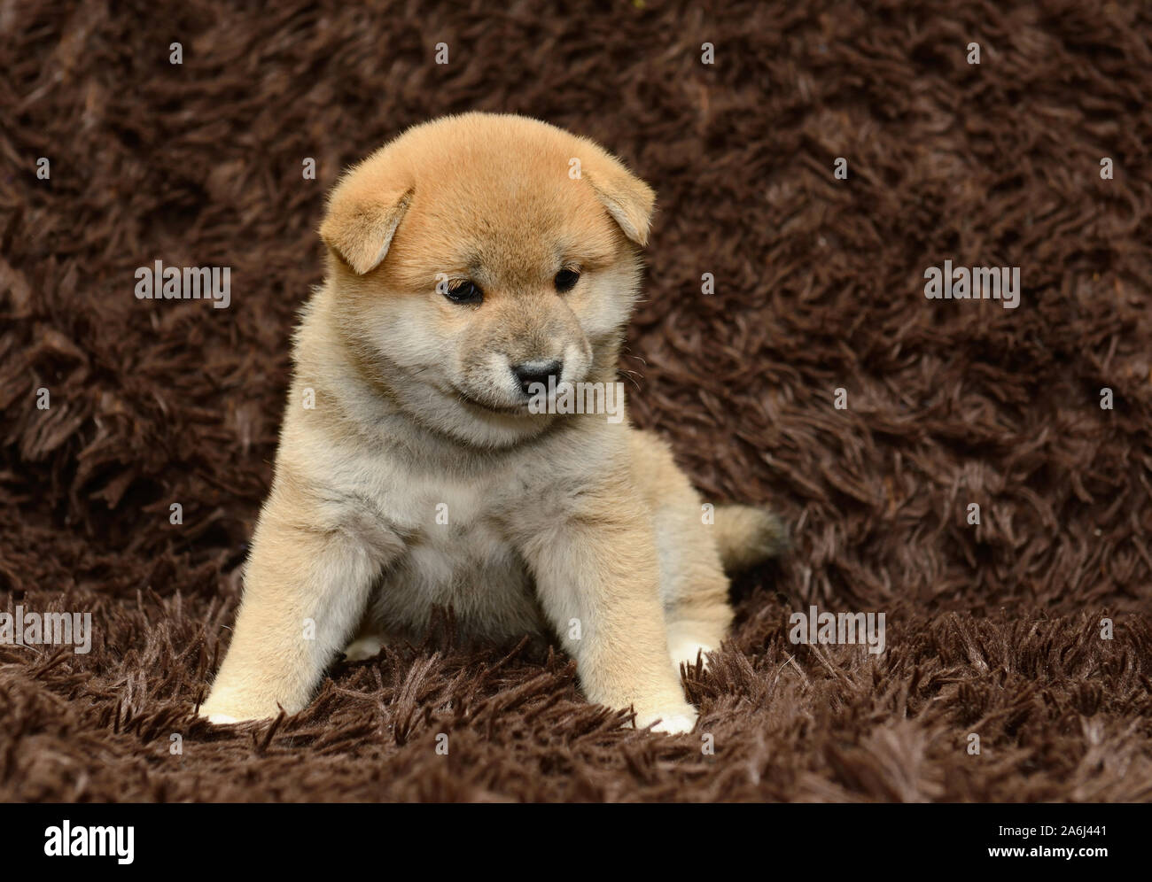 Chiot shiba inu Banque de photographies et d’images à haute résolution ...