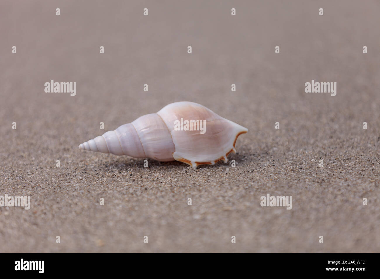 Broche tibia Banque de photographies et d’images à haute résolution - Alamy