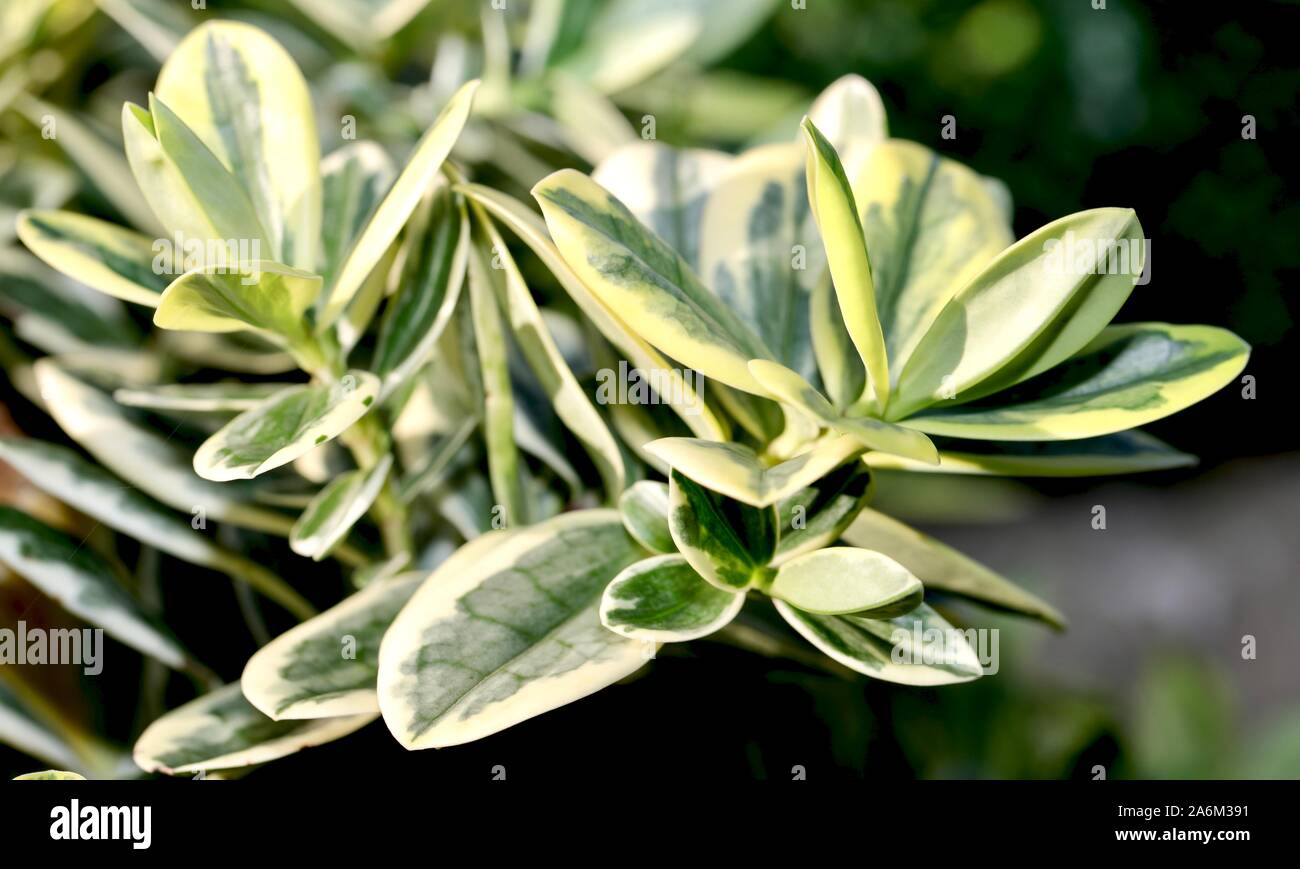 Hebe hebe variegata Banque de photographies et d’images à haute ...