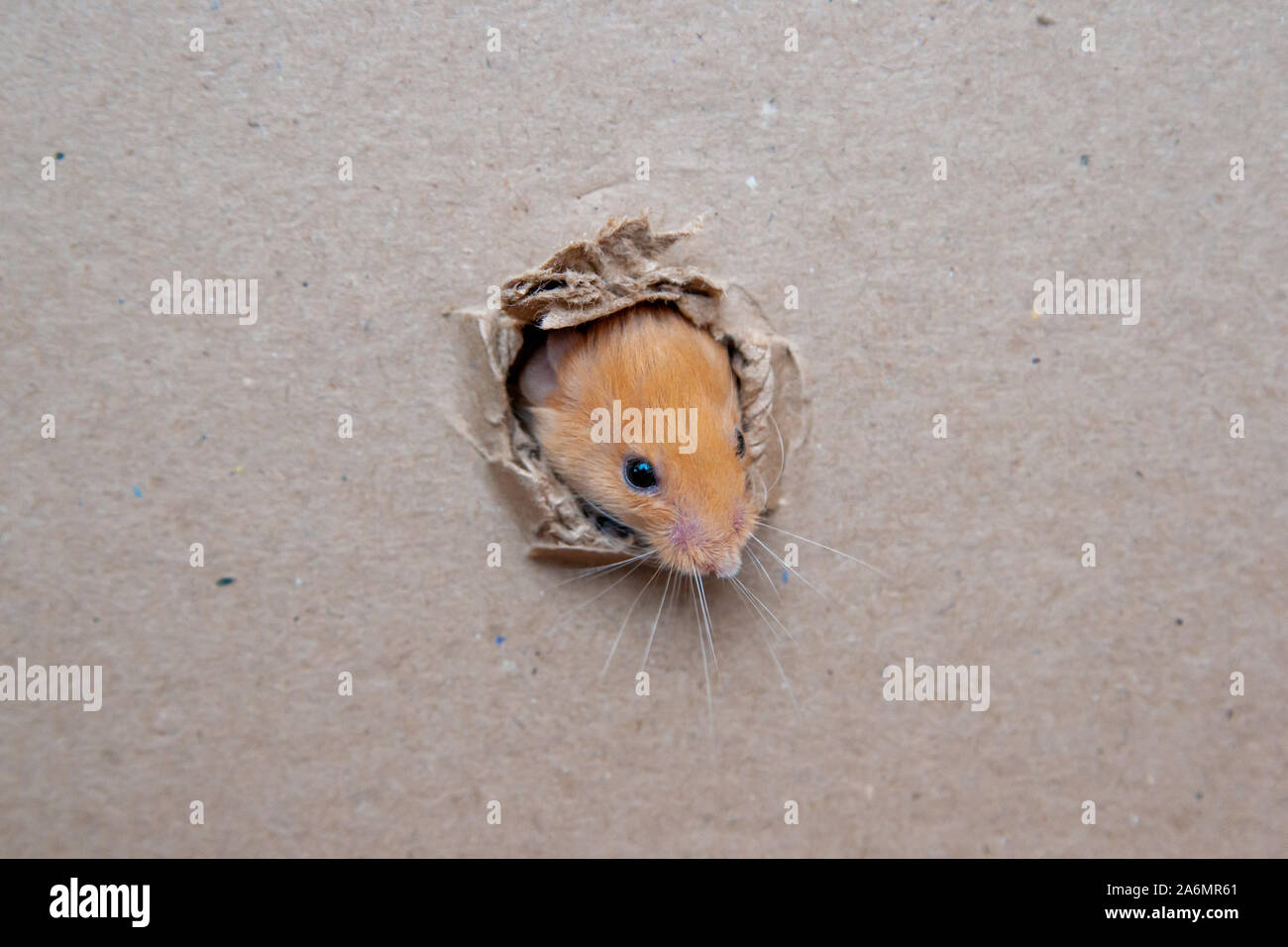 Petite souris dans le mur Banque de photographies et d’images à haute ...