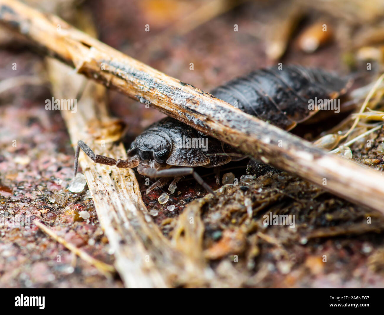 Poux de bois Banque de photographies et d’images à haute résolution - Alamy
