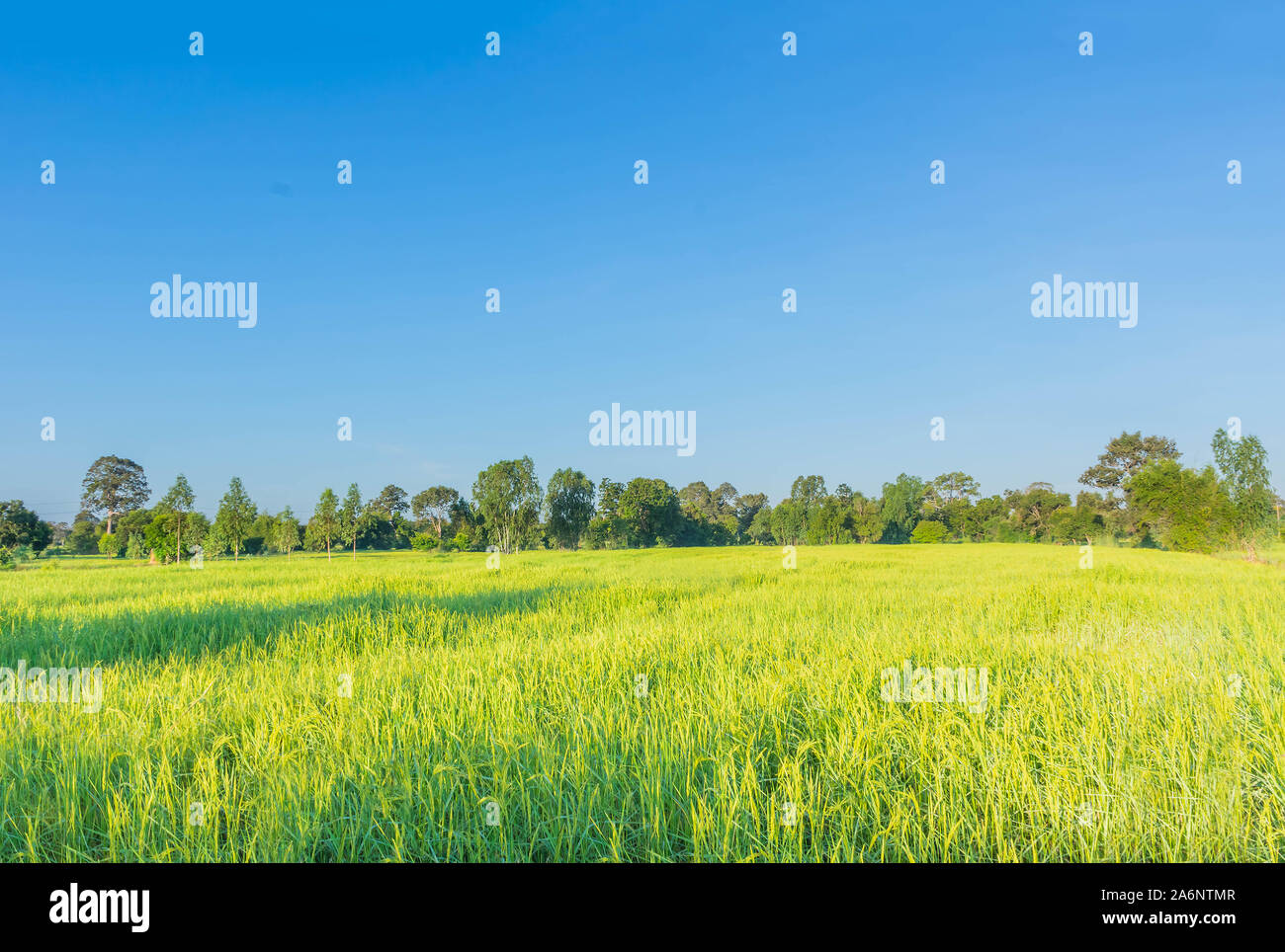 Stade de reproduction du riz Banque de photographies et d’images à ...