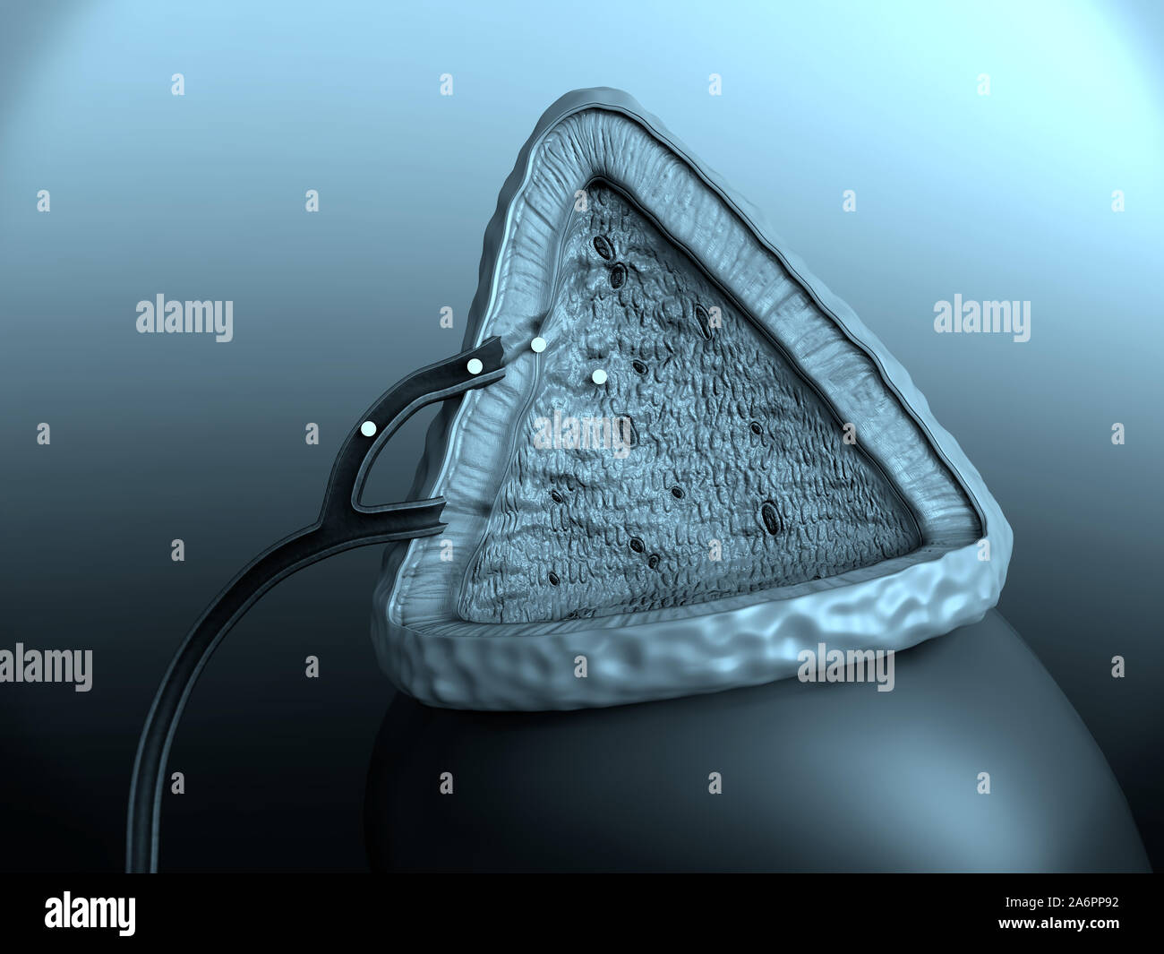 Structure de la glande surrénale Banque de photographies et d’images à ...
