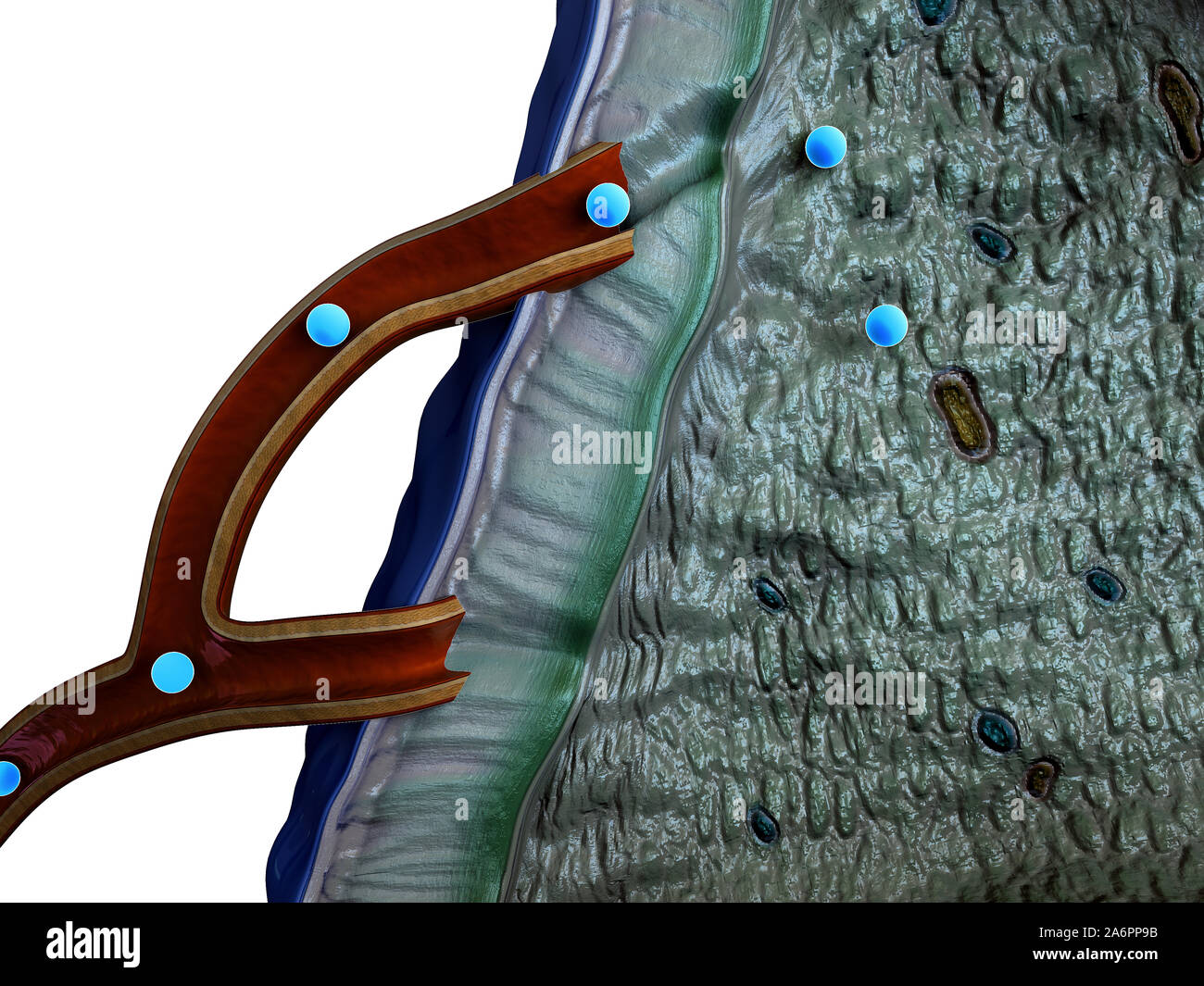 Structure interne de la glande surrénale, glande surrénale, l ...