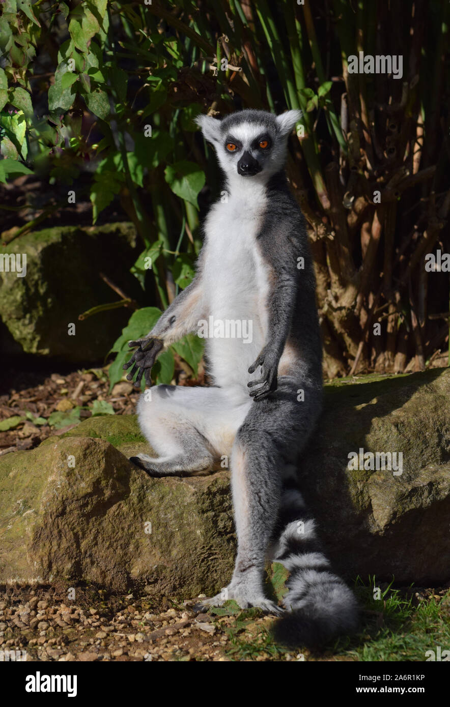 Lemur feet Banque de photographies et d’images à haute résolution - Alamy