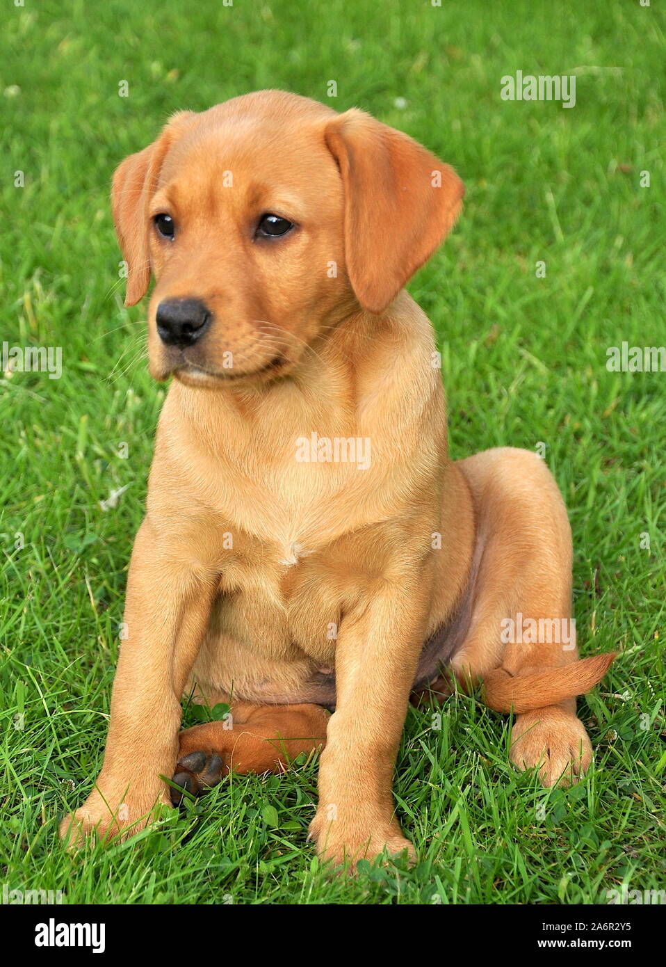 Labrador chiot Banque de photographies et d’images à haute résolution ...