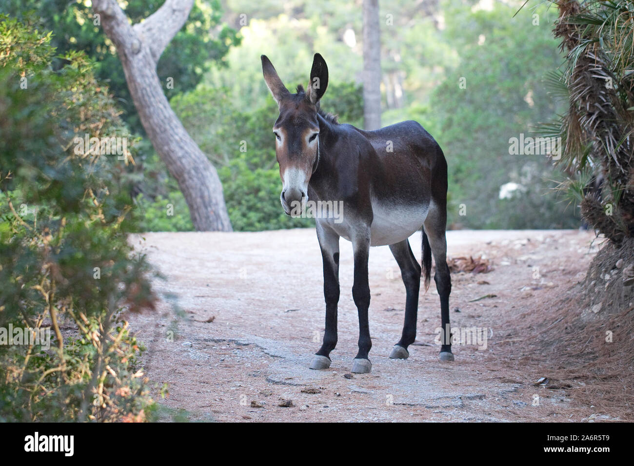 Equus africanus asinus Banque de photographies et d’images à haute ...