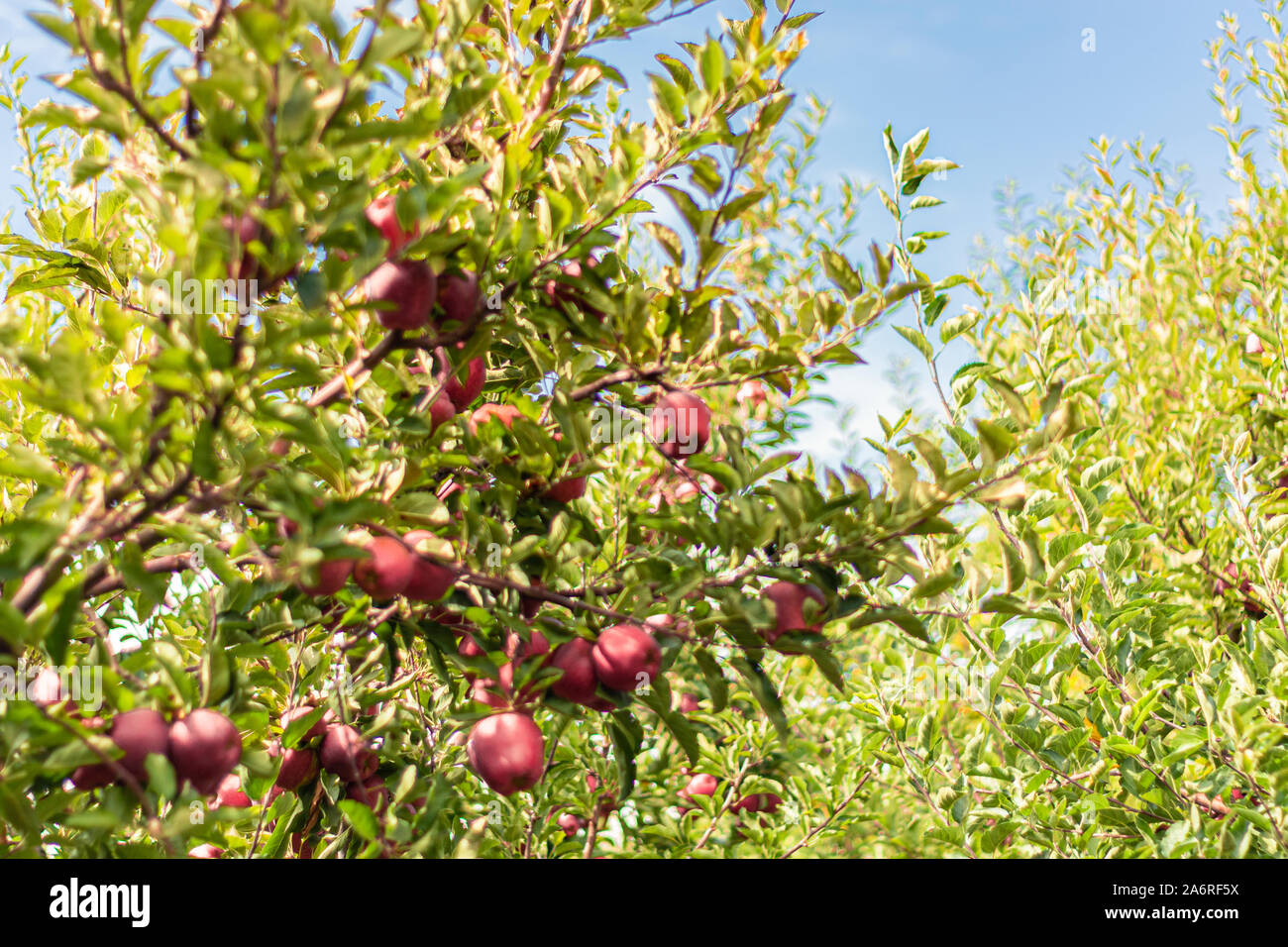 Arbres de fruits rouges bien mûrs avec la récolte et la cupidité des ...
