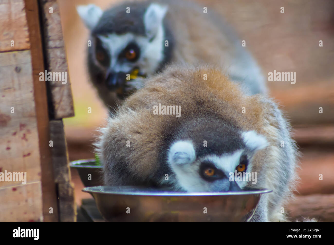 Maki mococo Banque de photographies et d’images à haute résolution - Alamy