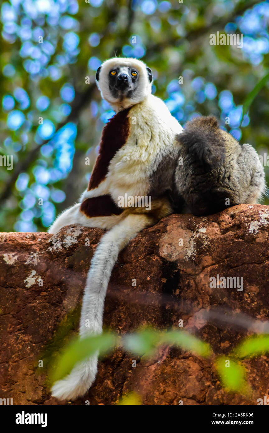 Couple ring tailed lemurs madagascar Banque de photographies et d ...