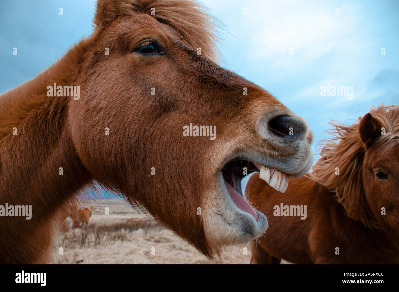Montagne de cheval fou Banque de photographies et d’images à haute ...