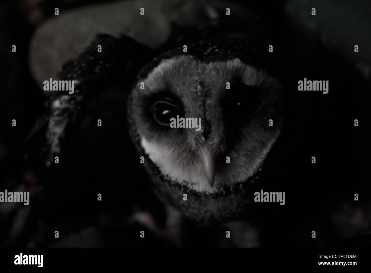 Hibou australien Banque de photographies et d’images à haute résolution ...