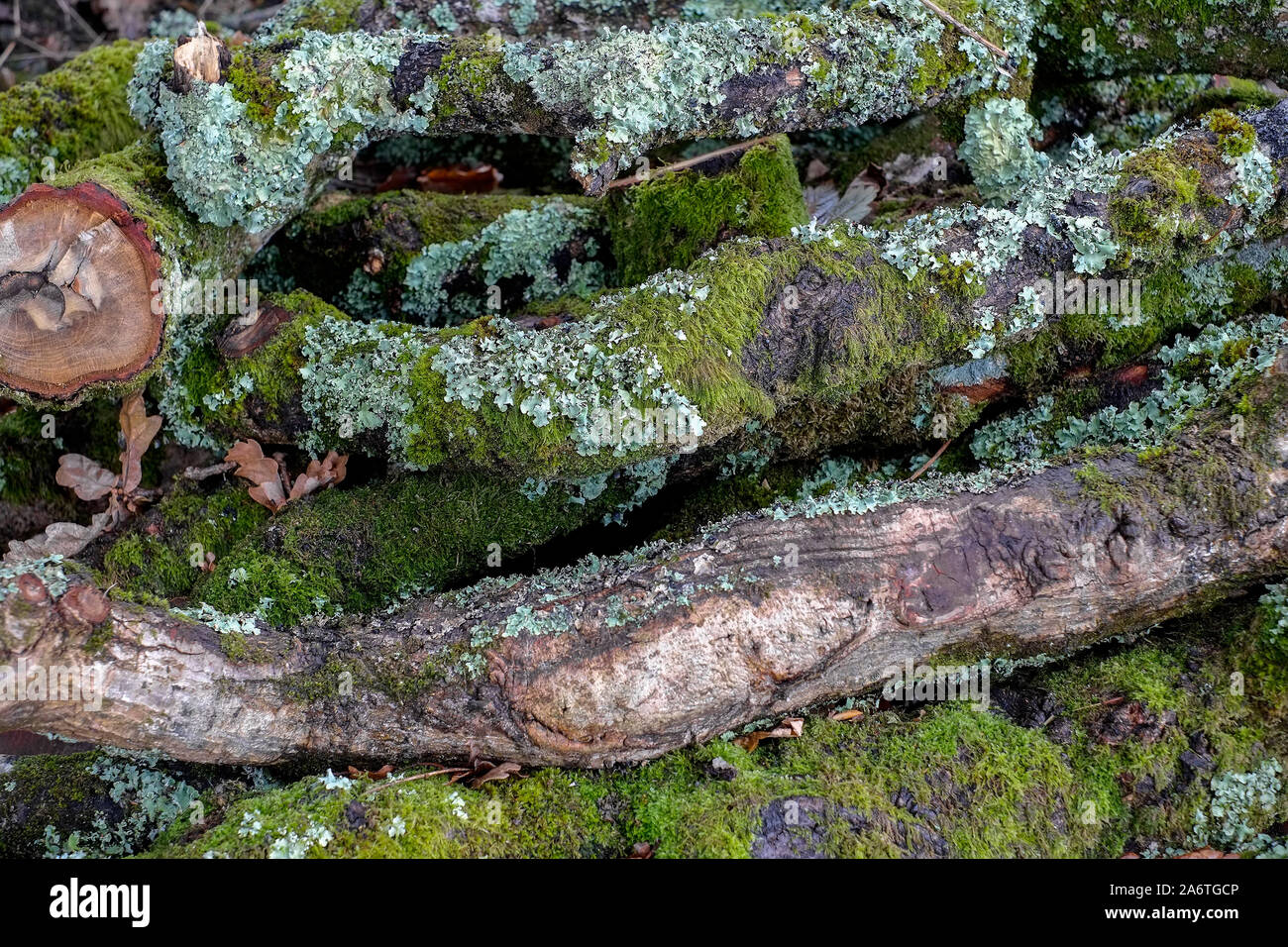 Habitat des lichens Banque de photographies et d’images à haute ...
