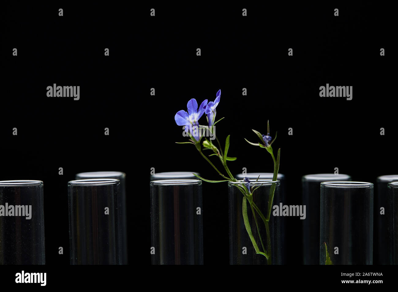 Plante fiole chimie sans personnage Banque de photographies et d’images ...