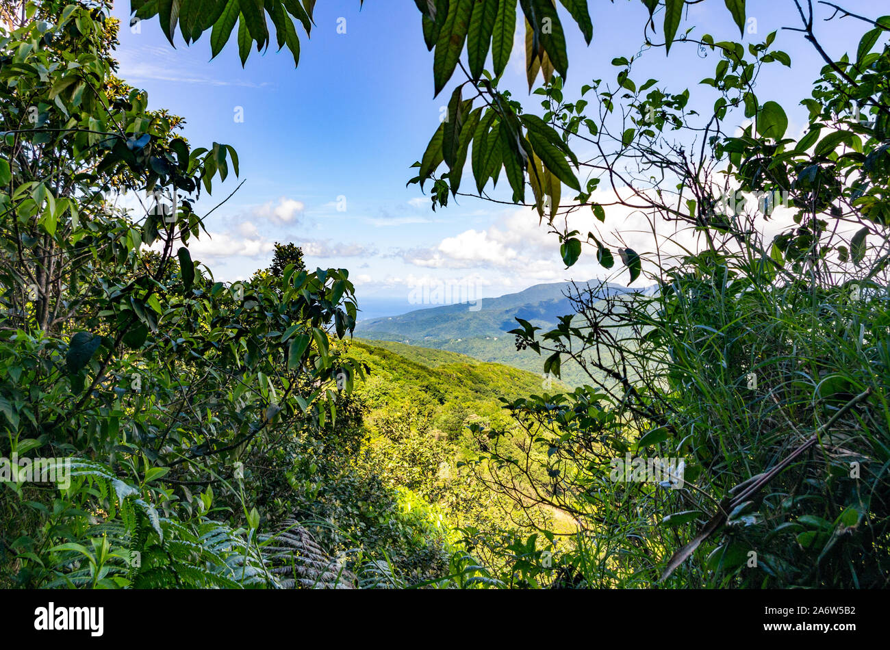 Guadeloupe rainforest Banque de photographies et d’images à haute ...