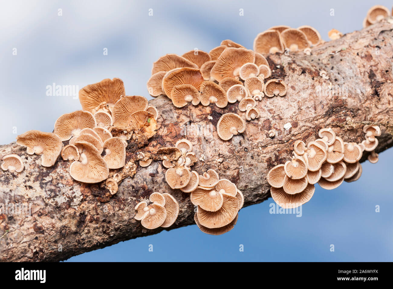 Panellus stipticus Banque de photographies et d’images à haute ...