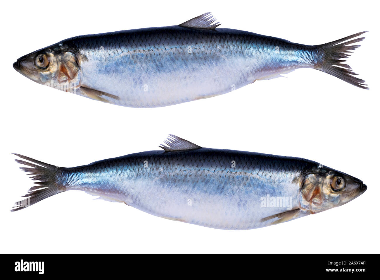 Poisson hareng isolé sur fond blanc. Groupe de poissons congelés de ...