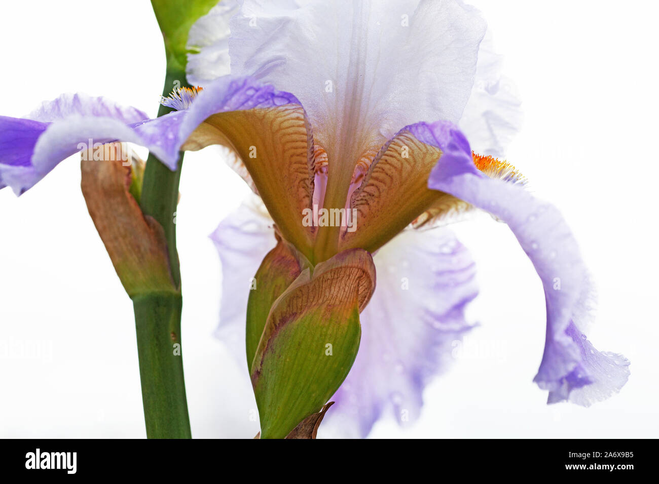 Iris barbu hybride Banque de photographies et d’images à haute ...