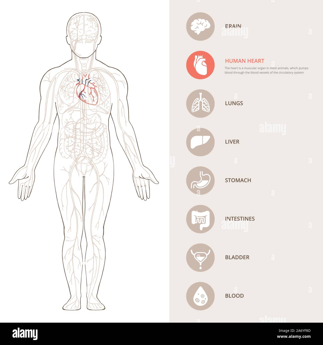 L'anatomie du corps humain l'infographie de la structure d'organes ...