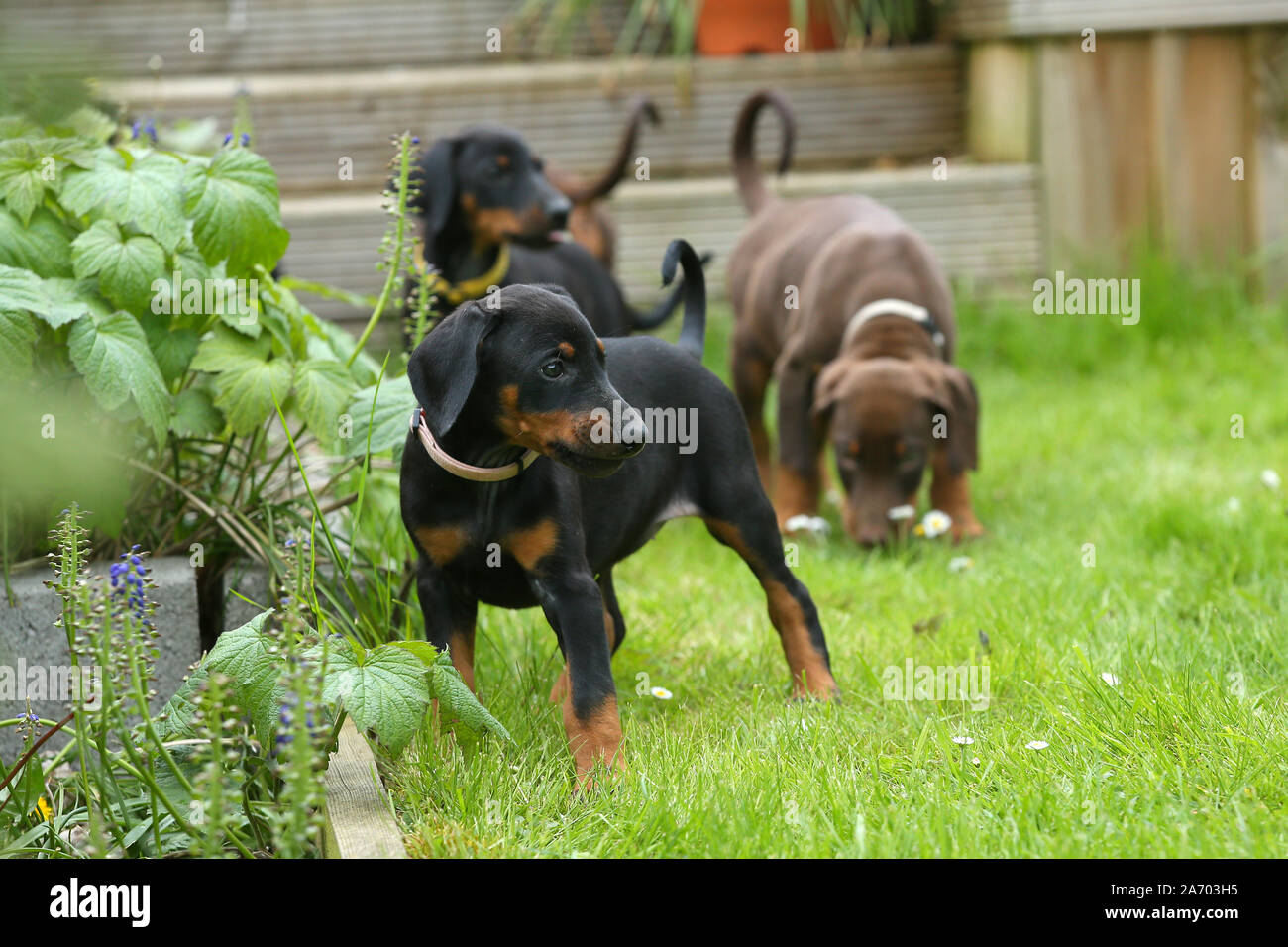 Chiots chiot doberman Banque de photographies et d’images à haute ...