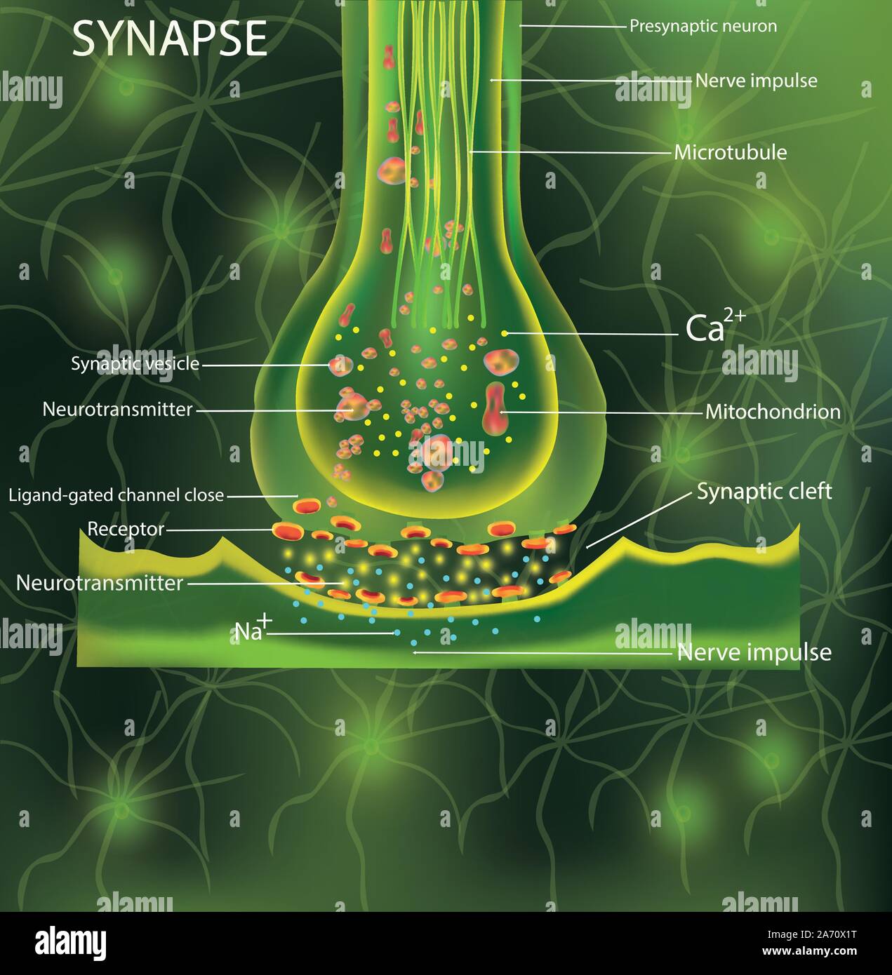Les neurones, désignation scientifique. Synaps Structure. Avec ...