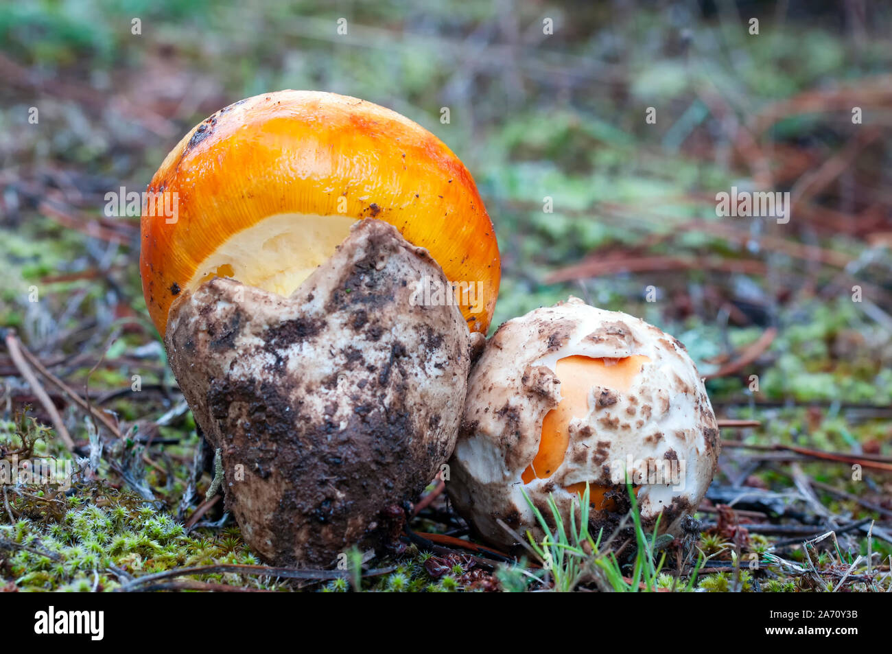 Amanita caesarea champignon césar Banque de photographies et d’images à ...