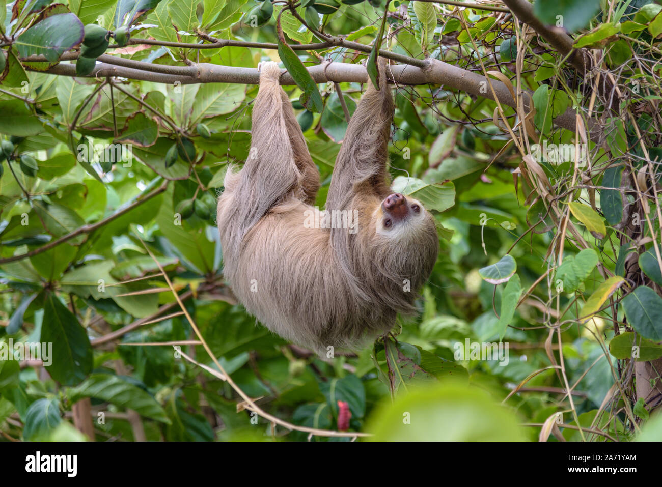 Choloepus hoffmanni Banque de photographies et d’images à haute ...