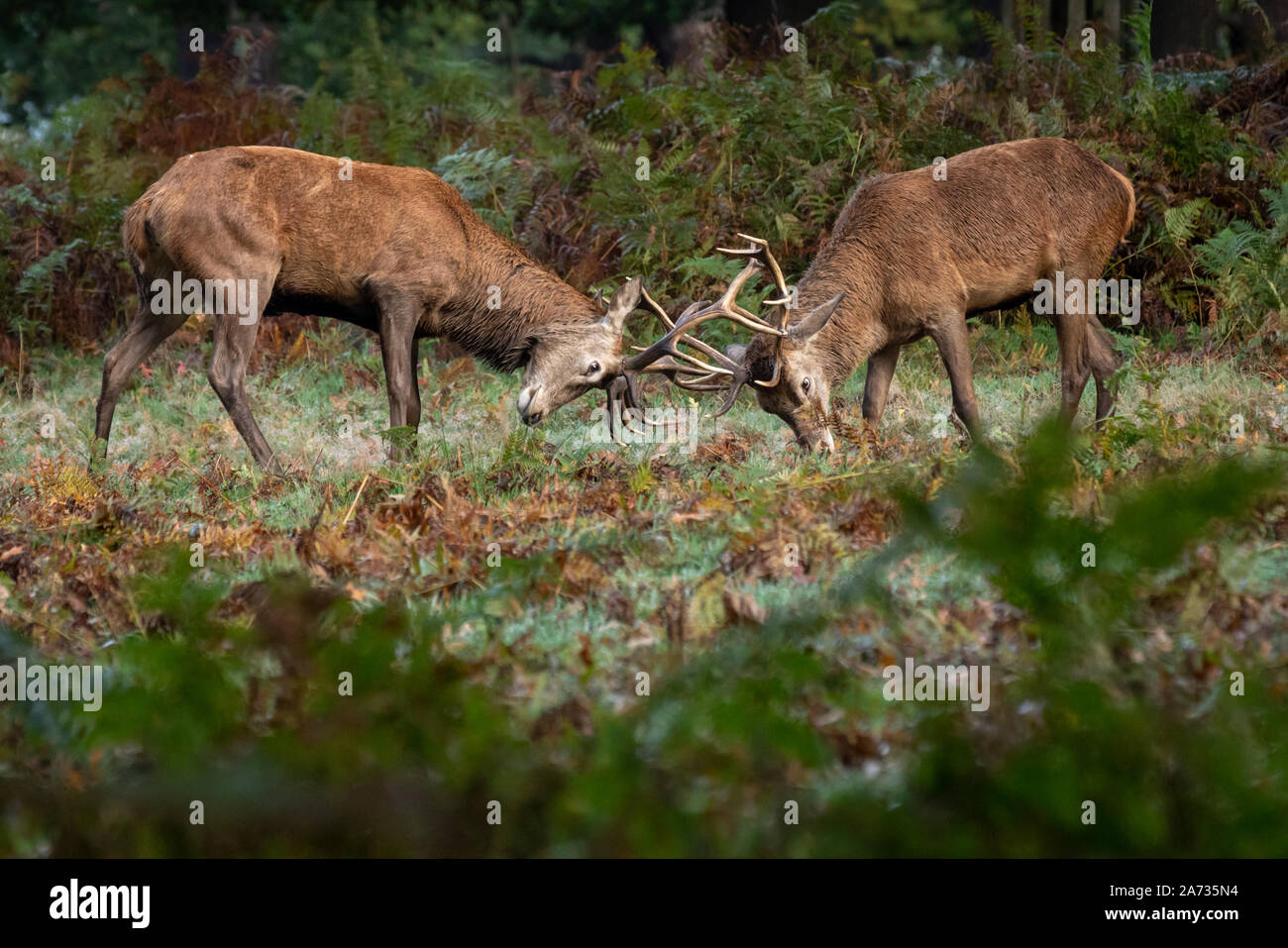 Accouplement de cerf rouge Banque de photographies et d’images à haute ...