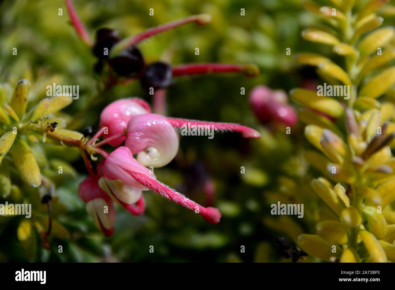 Grevillea alpin Banque de photographies et d’images à haute résolution ...