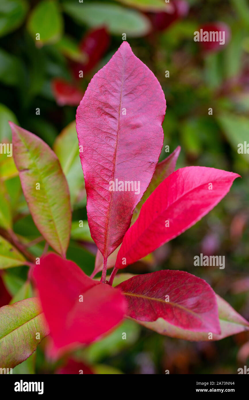 Photinia x fraseri rouge robin Banque de photographies et d’images à ...