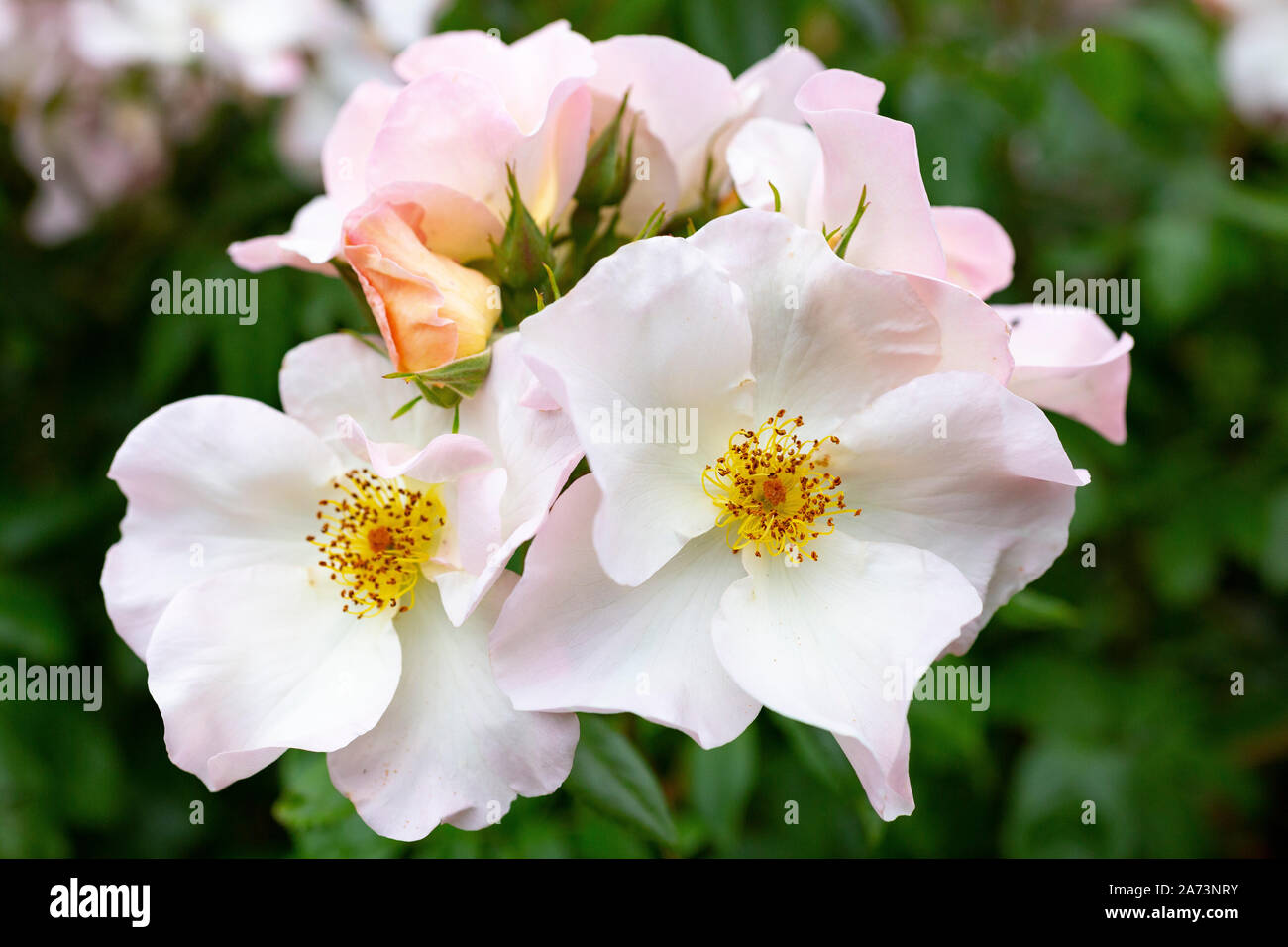 Rosa sally holmes rose Banque de photographies et d’images à haute ...
