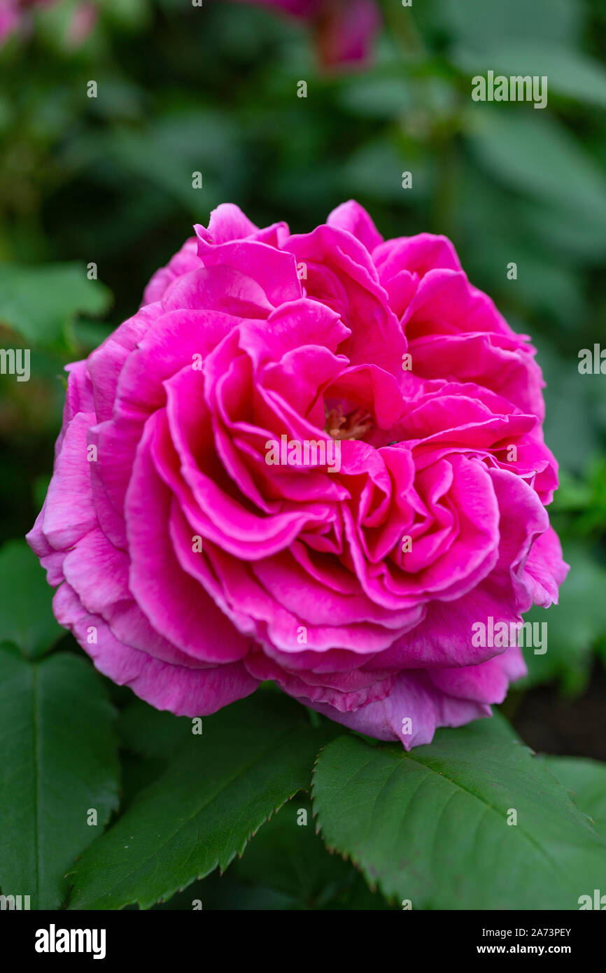 Isaac rosa Banque de photographies et d’images à haute résolution - Alamy