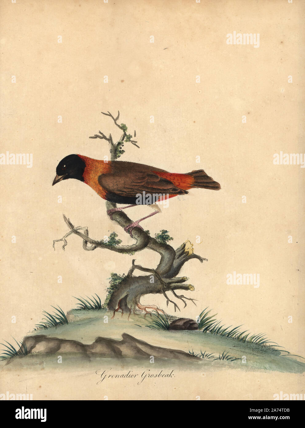 L'évêque rouge du sud, Euplectes orix. Rose, le Grenadier (Loxia orix ...