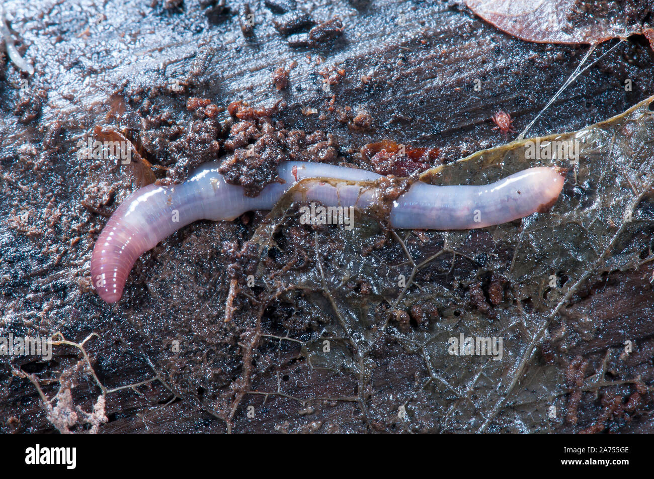 Ver (rose) au rosea Allolobophora une souche, déterminé par le ...
