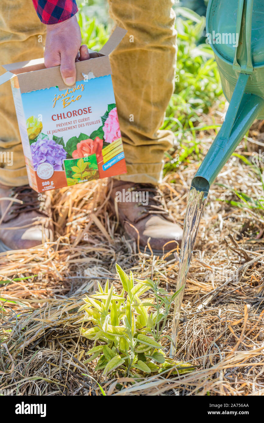 Chlorose végétale Banque de photographies et d’images à haute ...