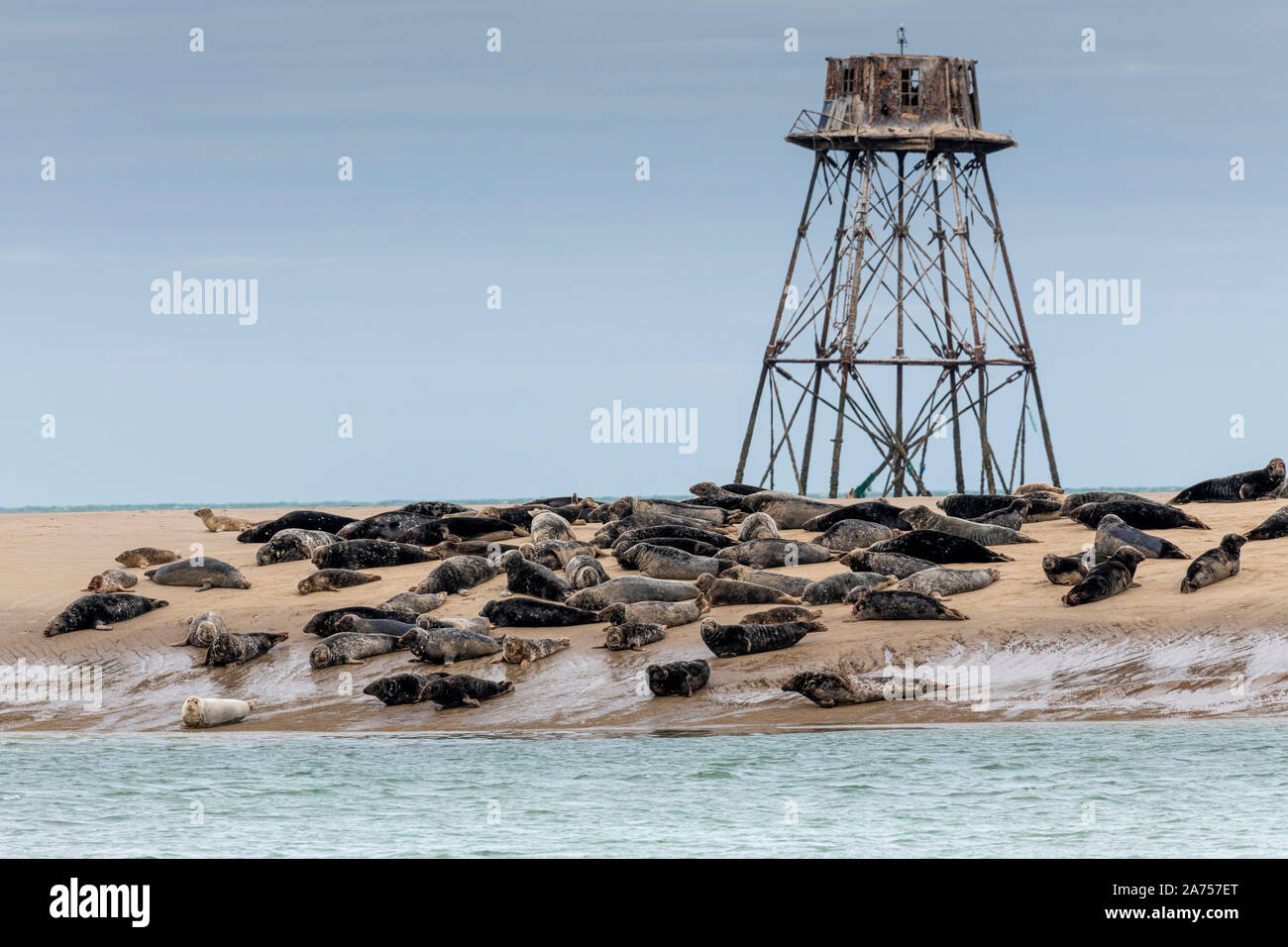 Le phare de Walde et sa colonie de phoques gris (Halichoerus grypus ...